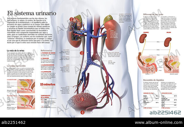 Anatomía Del Sistema Urogenital
