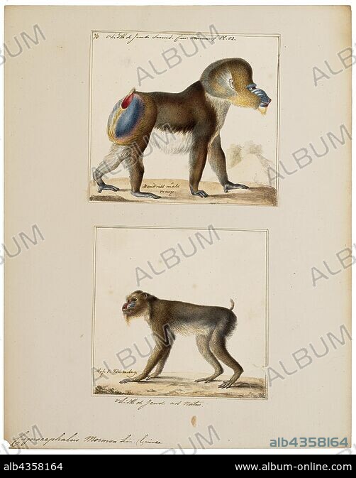 Cynocephalus mormon, Print, The Philippine flying lemur or Philippine ...