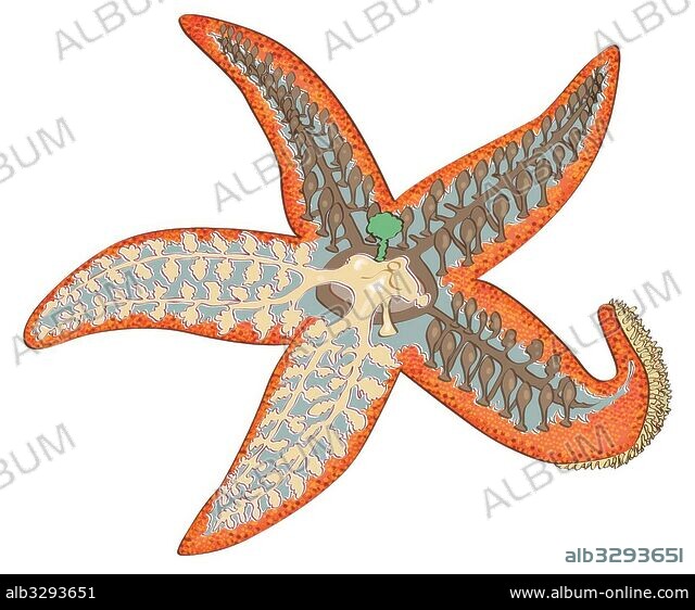 Echinoderm Anatomy