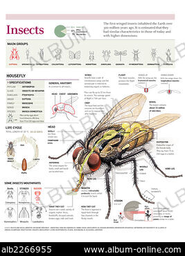 Anatomía De Una Mosca