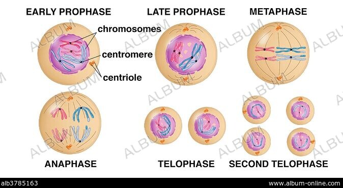 Late Prophase Diagram