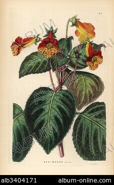 KOHLERIA AMABILIS - Stock Photos, Illustrations and Images KOHLERIA AMABILIS - Stock Photos, Illustrations and Images