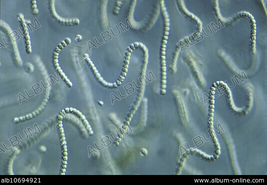 Nostoc Sp Cyanobacteria Light Micrograph Stock Image