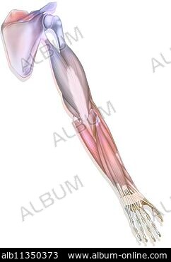 Anterior Forearm Muscles Unlabeled