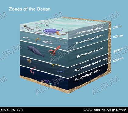 Epipelagic Zone Depth