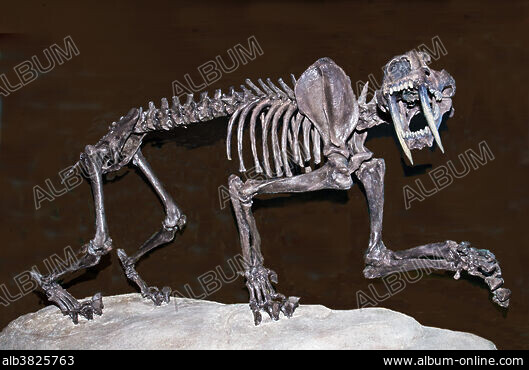 Barbourofelis Skelett