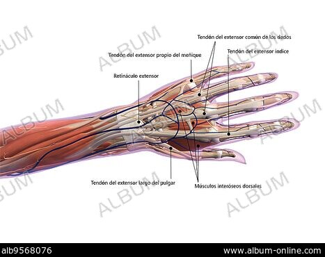 Extensor Indicis