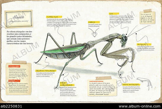Anatomía De La Mantis Religiosa