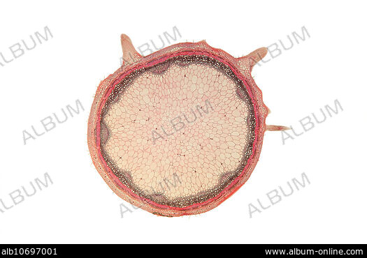 Cross Section Of A Raspberry
