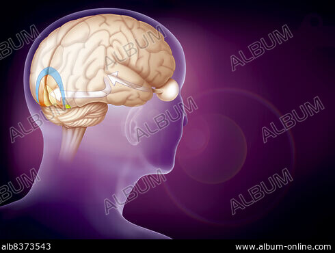 Extrastriate Visual Cortex Daily Anatomy Magnetic Resonance Image