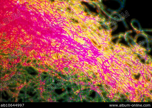 Nostoc Sp Cyanobacteria Light Micrograph Stock Image