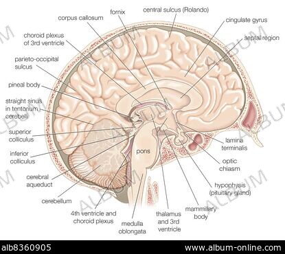 Sulcus Terminalis Brain