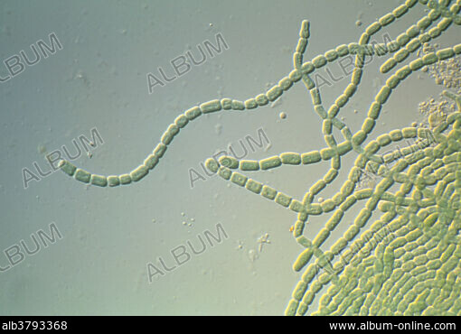 Nostoc Sp Cyanobacteria Light Micrograph Stock Image