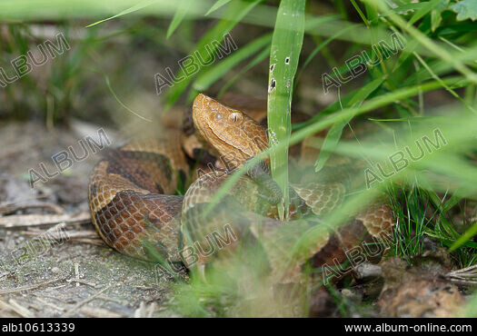 Northern Copperhead Snakes
