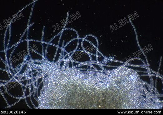 Nostoc Sp Cyanobacteria Light Micrograph Stock Image