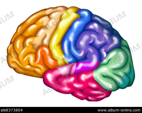 Visuele Cortex Visual Cortex E Anatomy IMAIOS