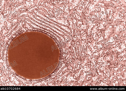 Smooth Endoplasmic Reticulum Electron Micrograph