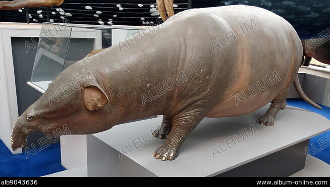 Moeritherium Elephant