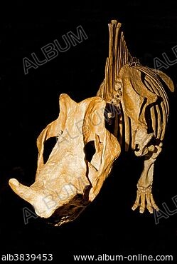 Megacerops Skeleton