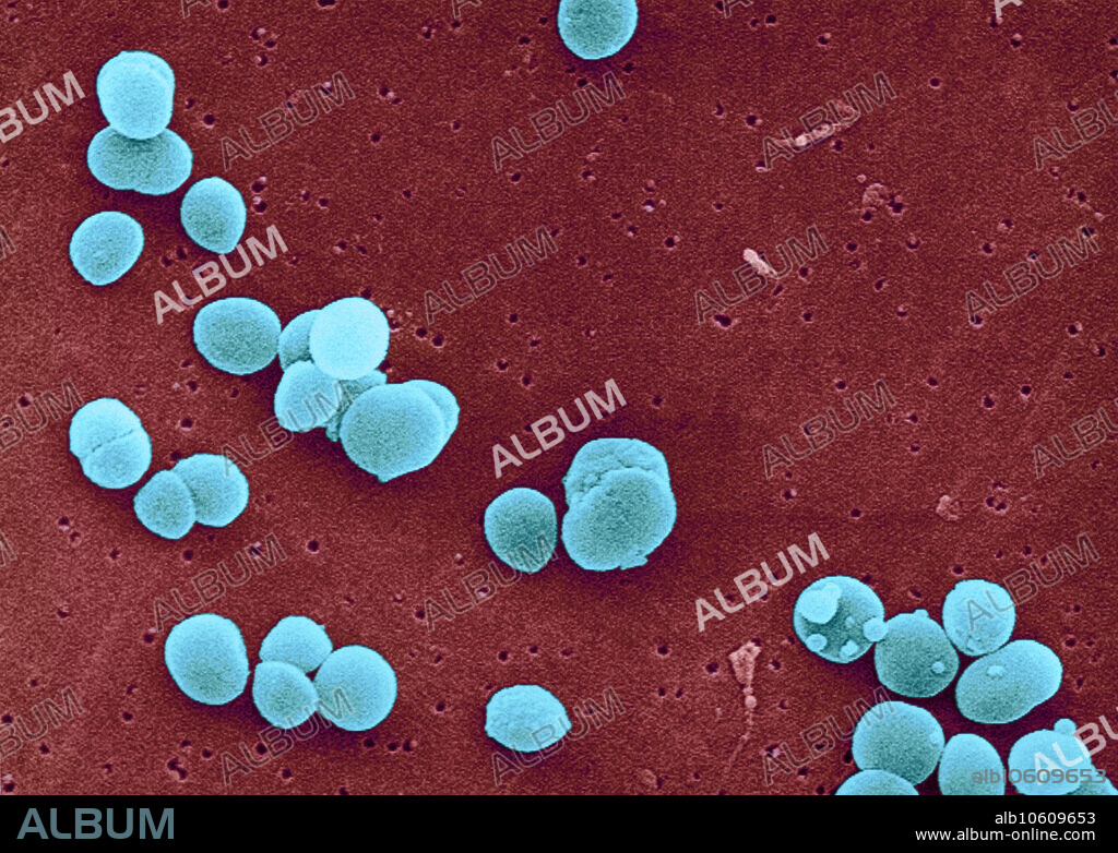 Staphylococcus Aureus Bacteria