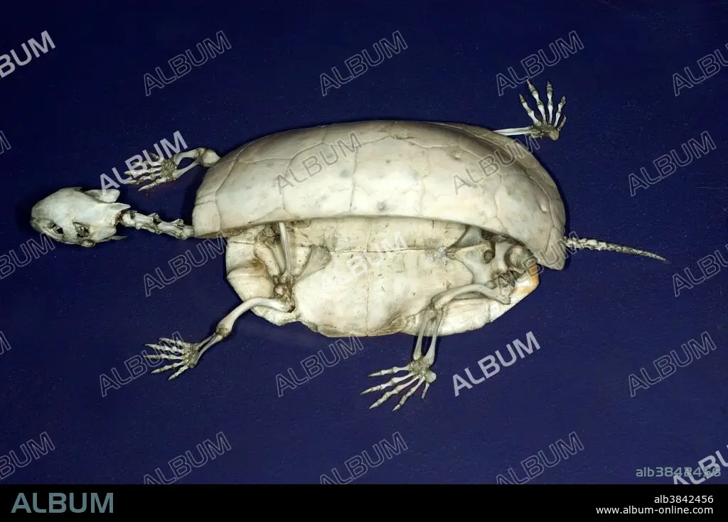 Turtle Skeleton Labeled