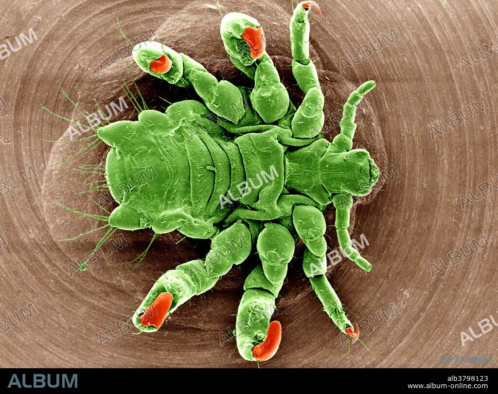 Pubic Louse Sem Album Alb3798123