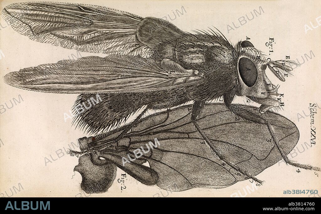 1660 Hookes Compound Microscope