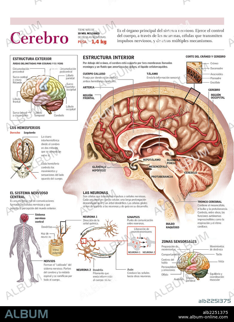 Diagrama Del Sistema Nervioso Central Del Cerebro