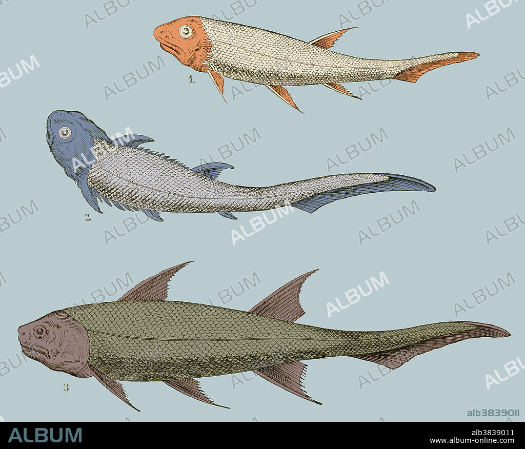 Devonian Fish