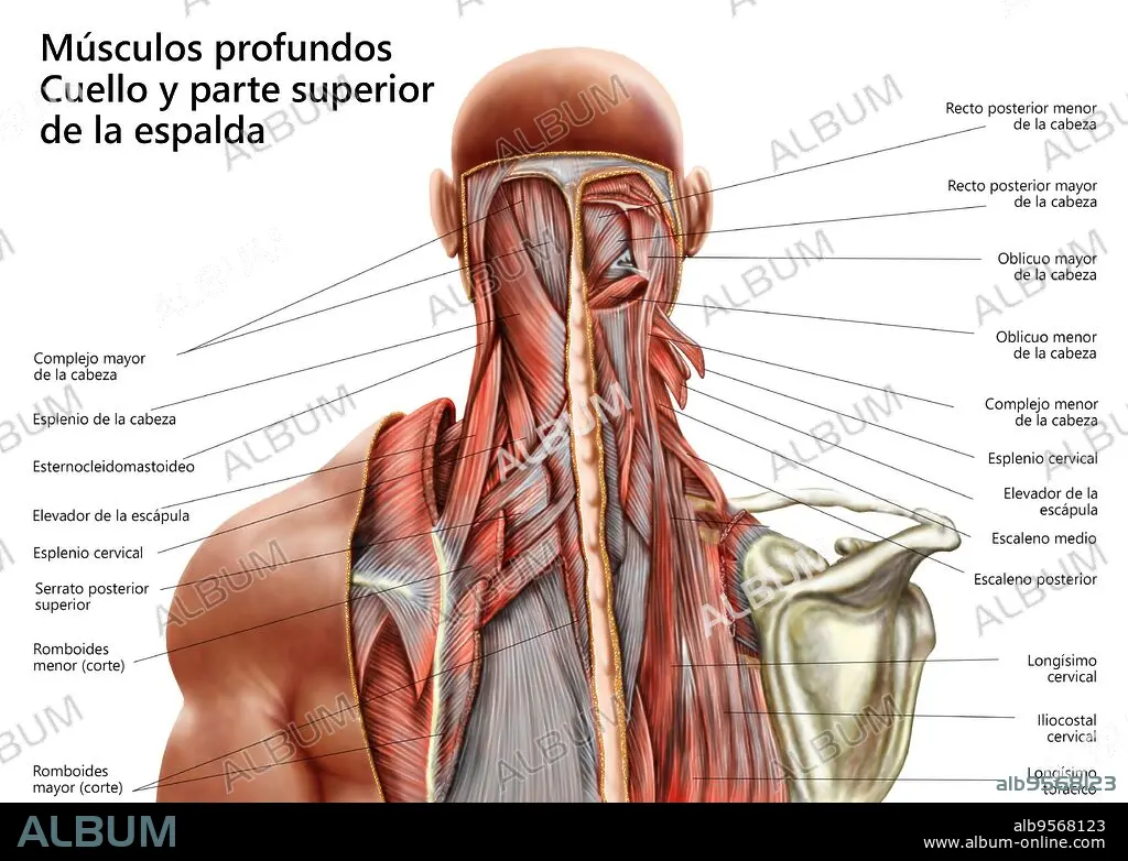 Muscles Du Dos Humain