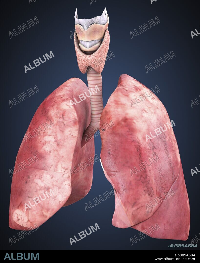 Human Lungs Real