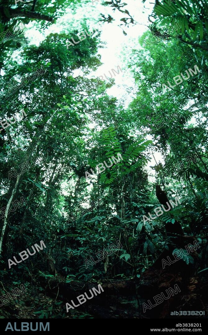 Buttresses Tropical Rainforest