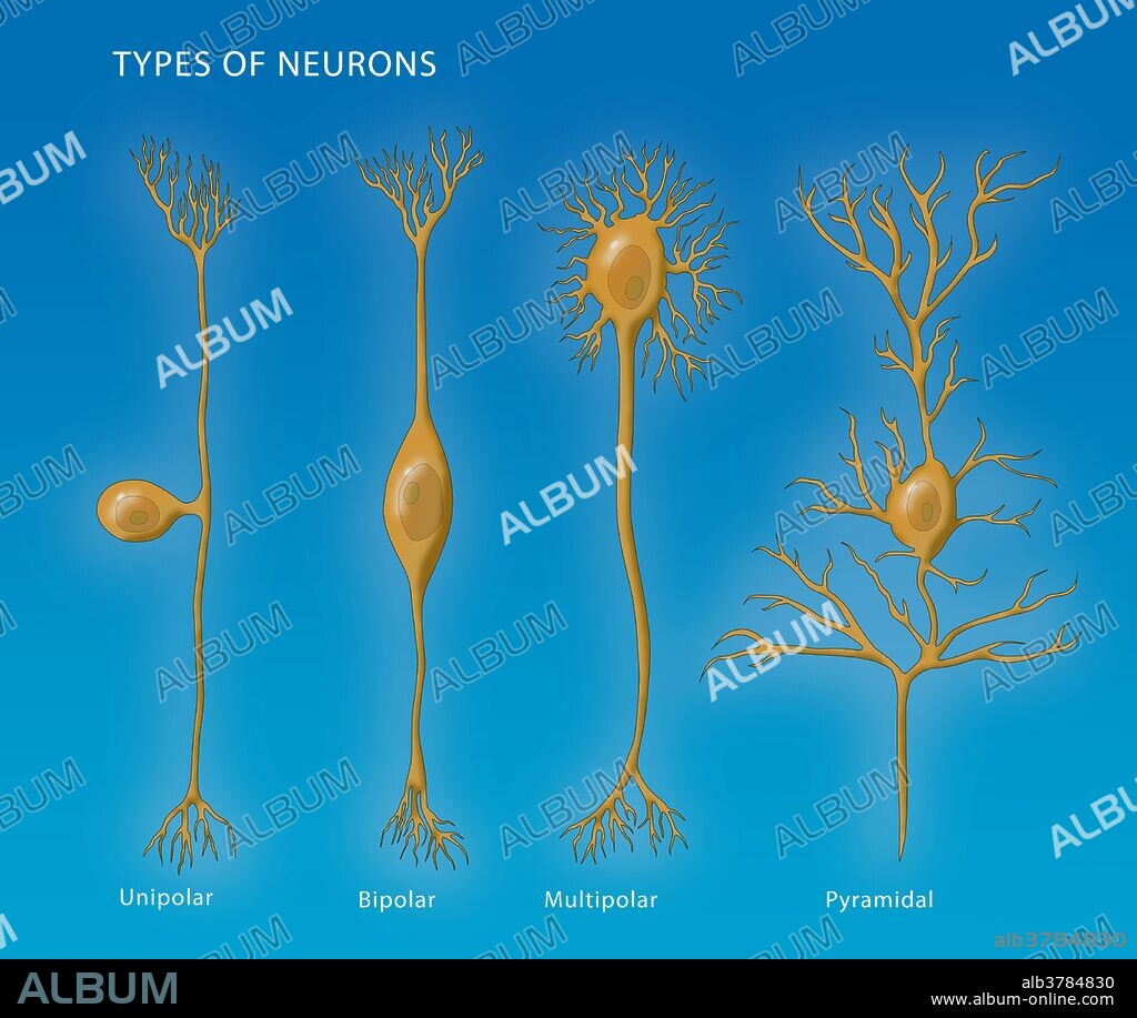 Types Of Neurons