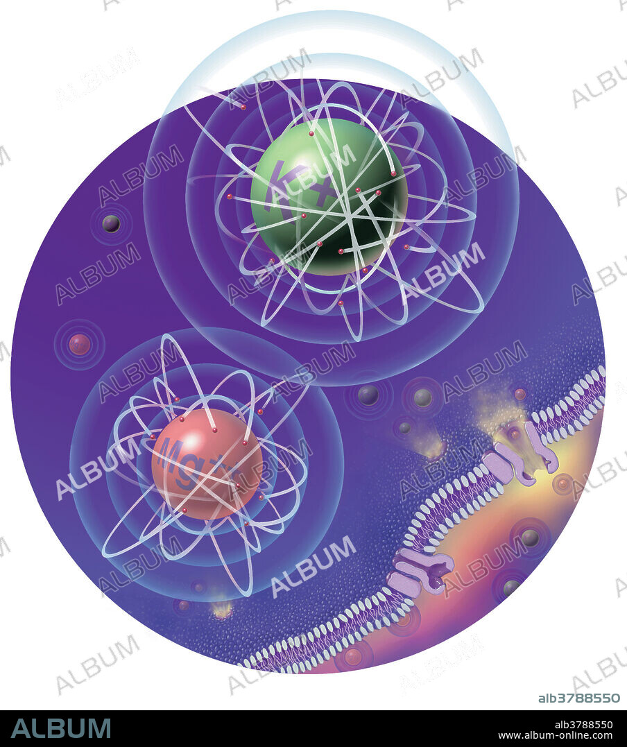 Potassium Magnesium Cell Image Magnesium And Electrolyte Homeostasis