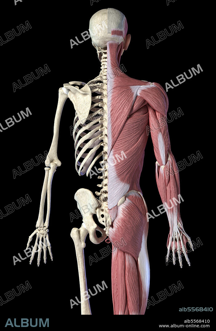 Anatomy Upper Body