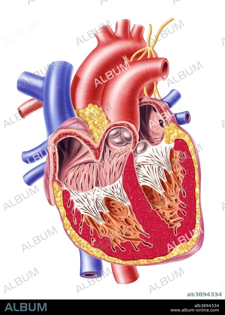 Heart Anatomy Cross Section Labeled Human Heart Cross Section