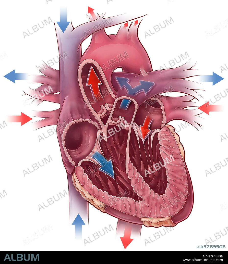 Human Heart Labeled Red And Blue