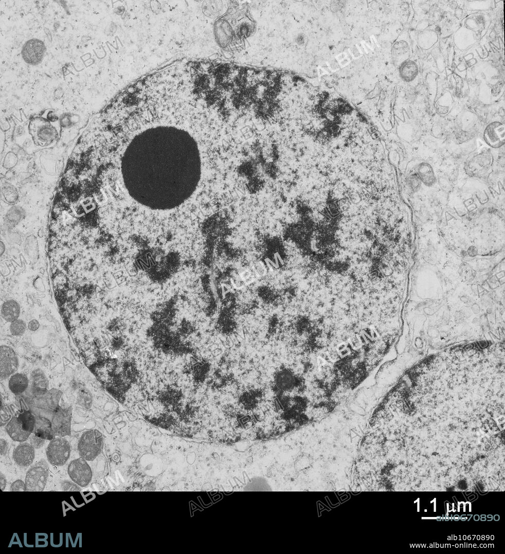 Meiosis Tem Album Alb10670890