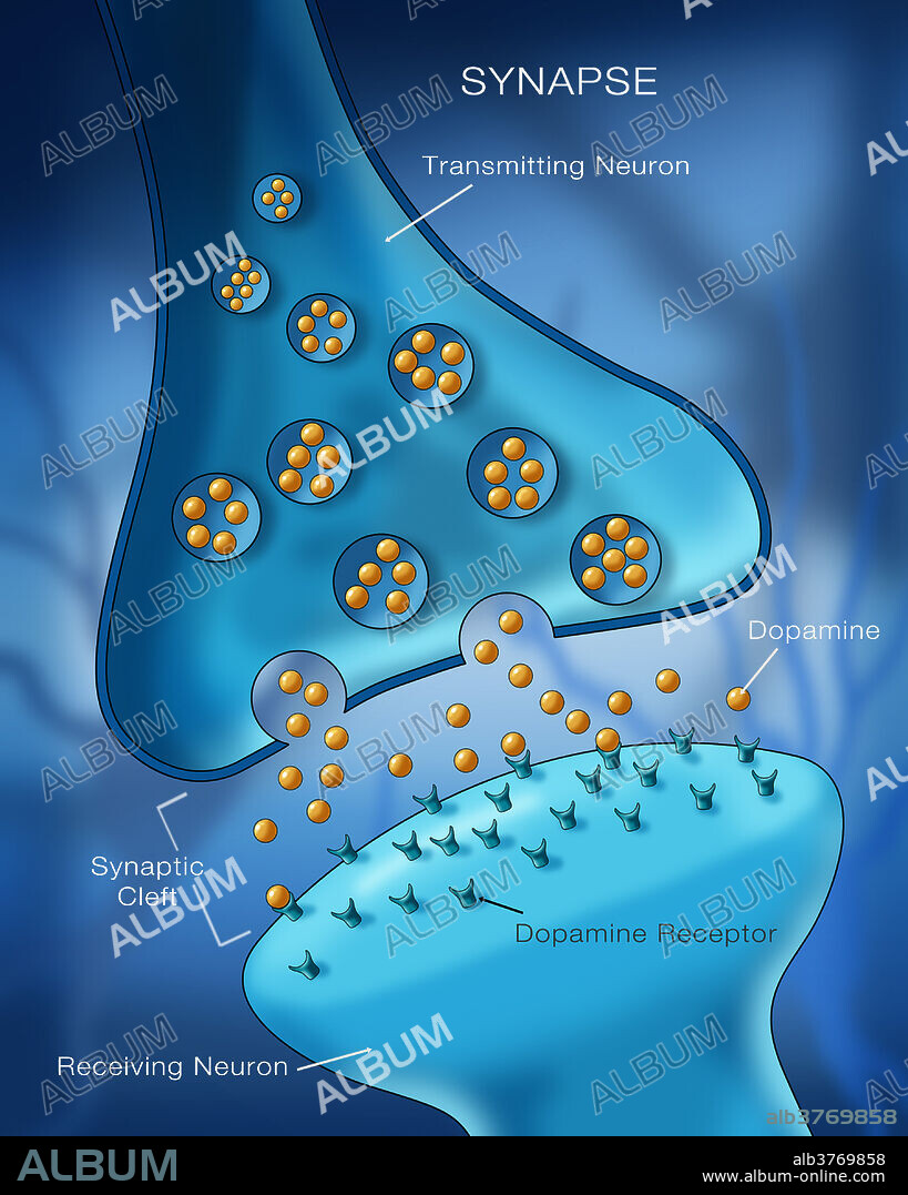 Neuron Labeled Synapse