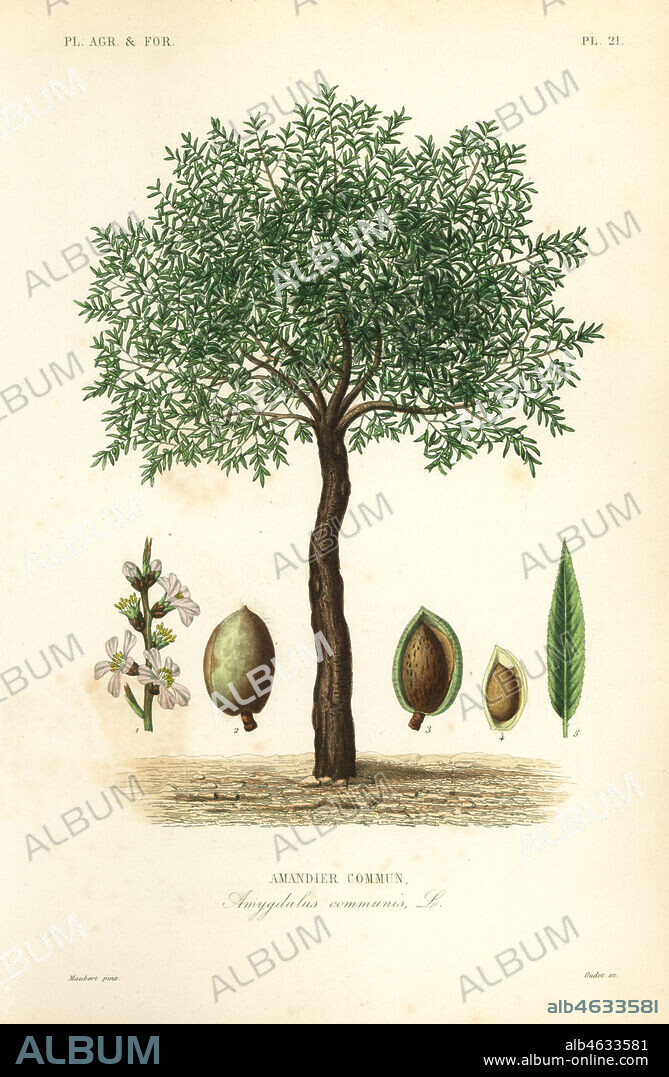 Almond Tree Drawing
