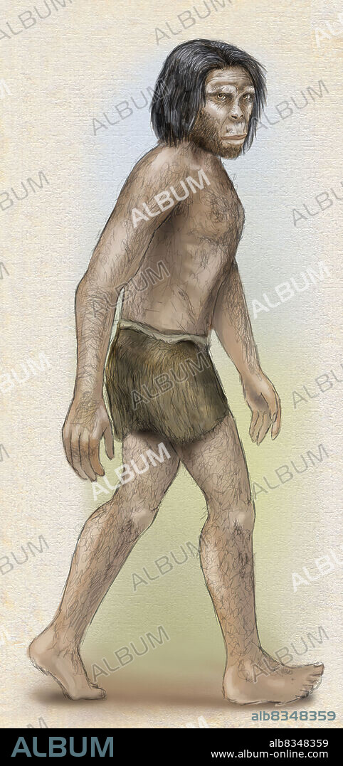 Homo Erectus Upright Man