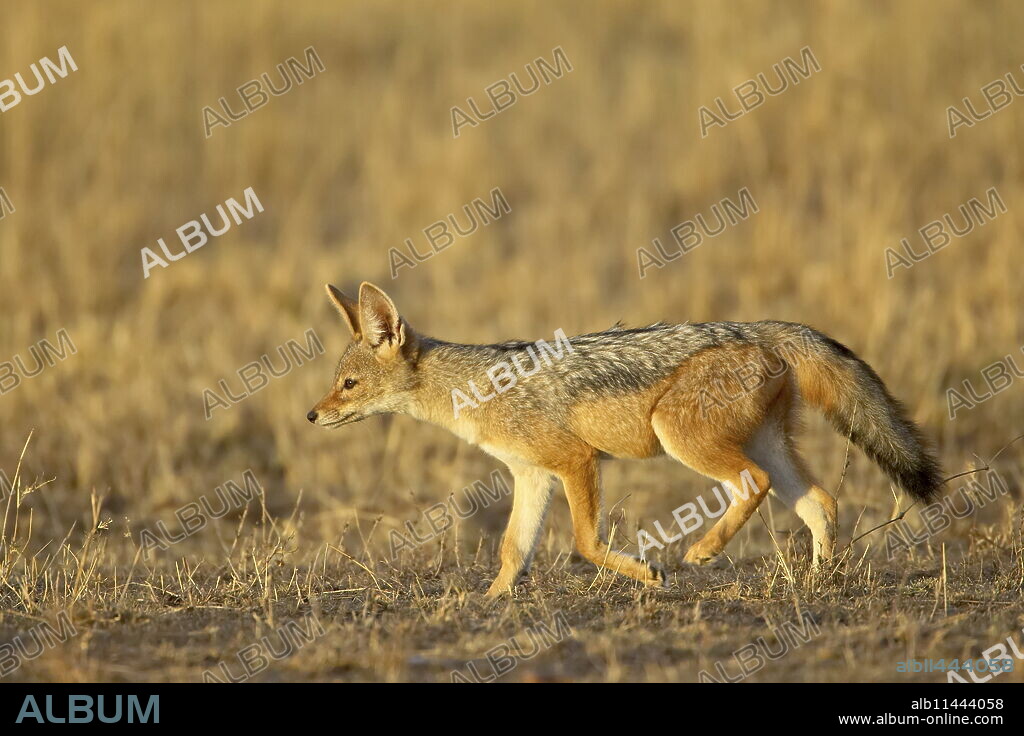 Young black-backed jackal (silver-backed jackal) (Canis mesomelas ...