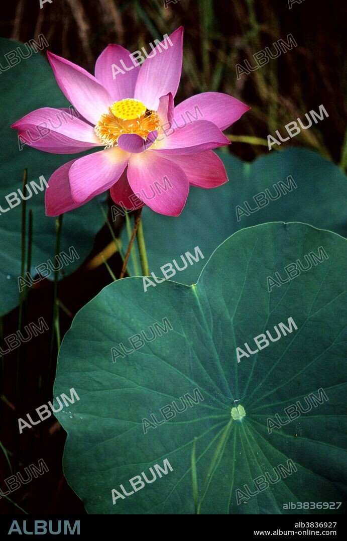 Lotus Flower Names | Best Flower Site