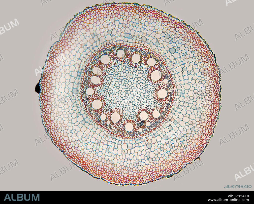 Monocot Root Model