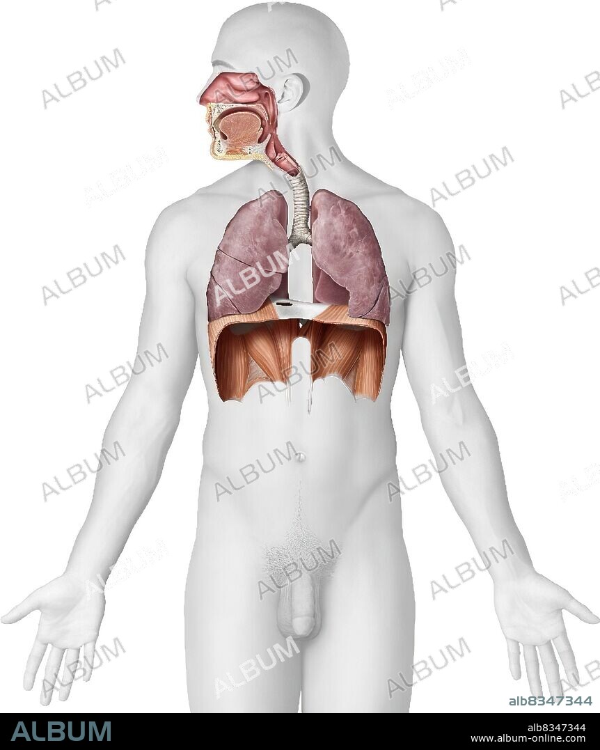 Organs Of The Respiratory System Lungs