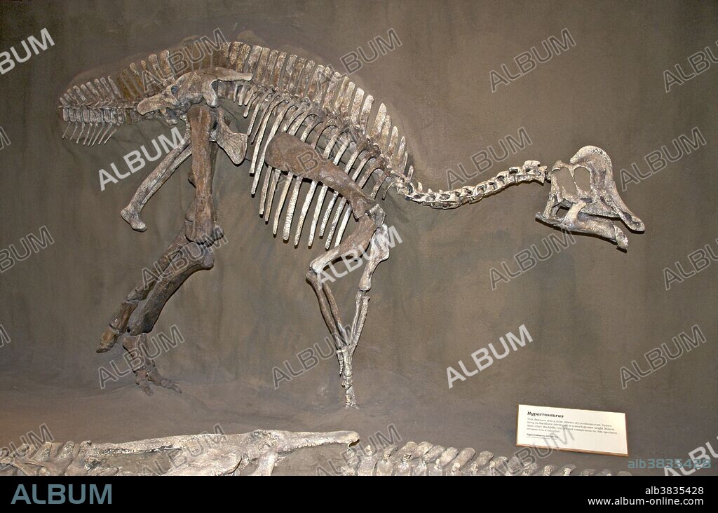 Hypacrosaurus