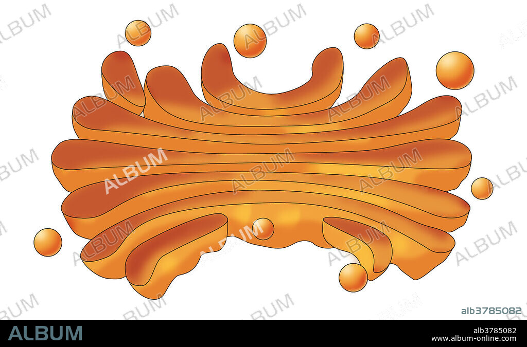 Golgi Apparatus Labeled