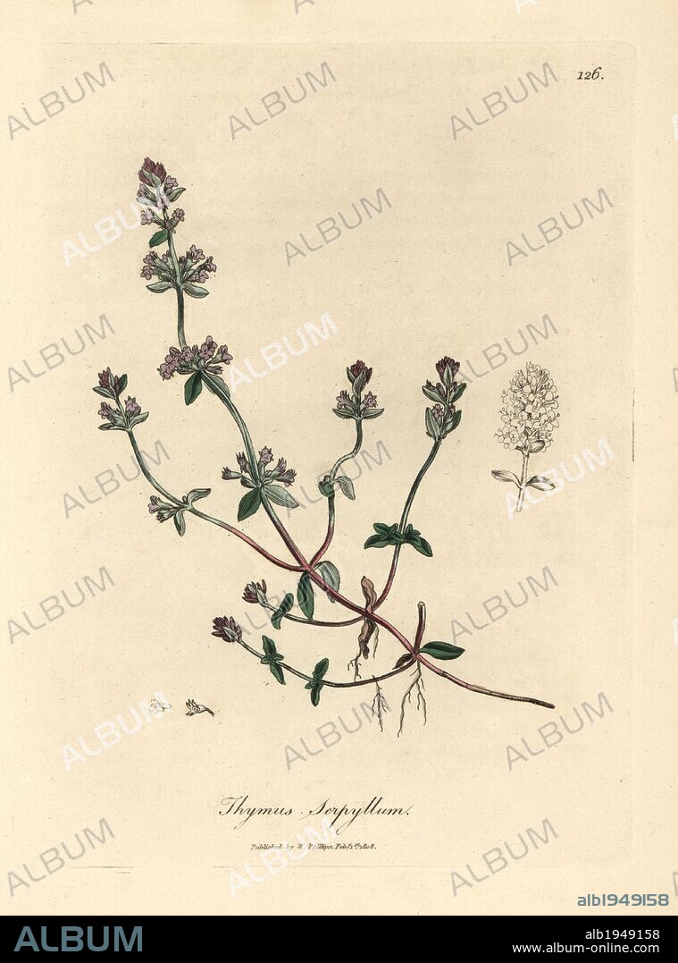 Thymus Plant Drawing