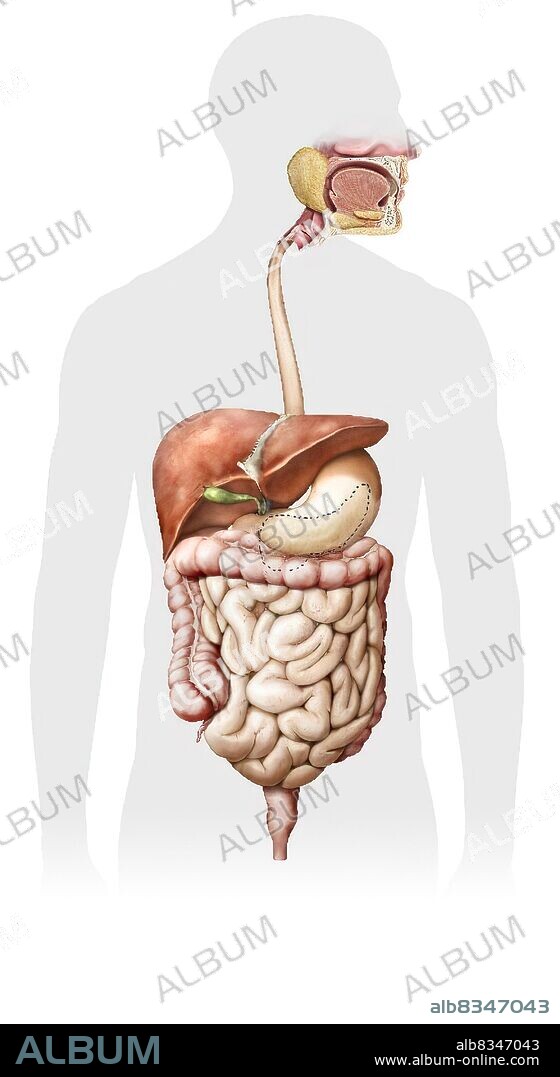 Mouth Digestive System