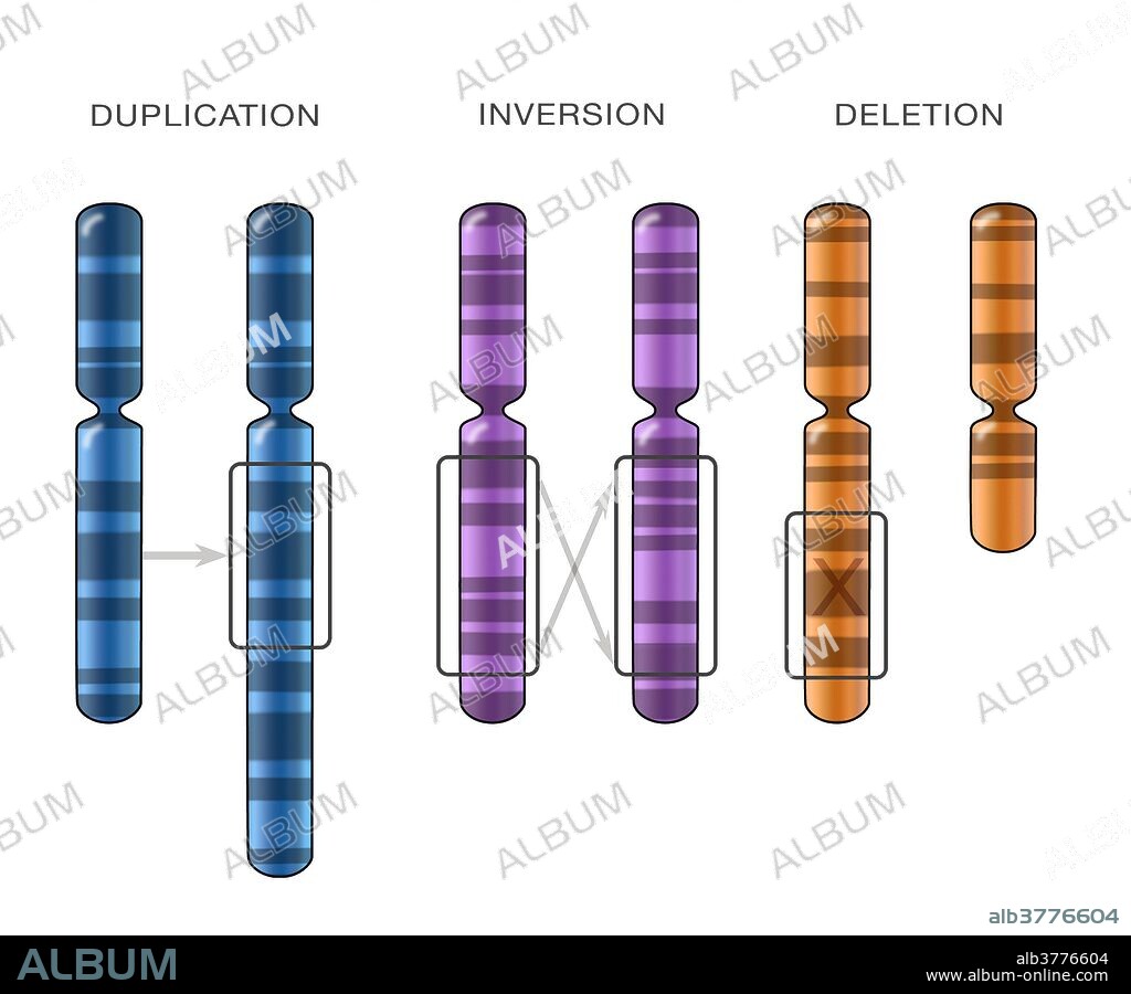Chromosome Duplication